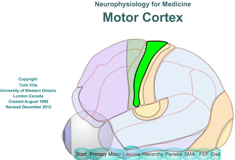 Fisiologia Humana in foco: ANIMAÇÃO: CÓRTEX MOTOR