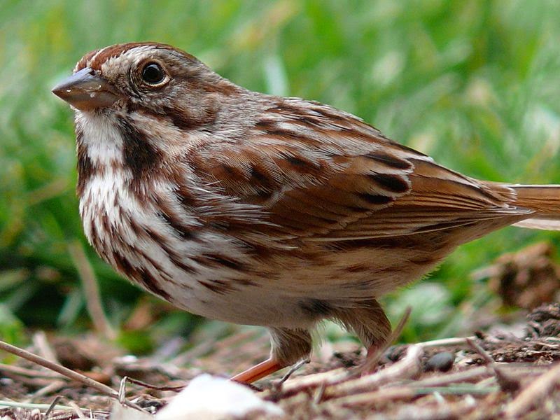 How To Id Sparrows At Your Feeder