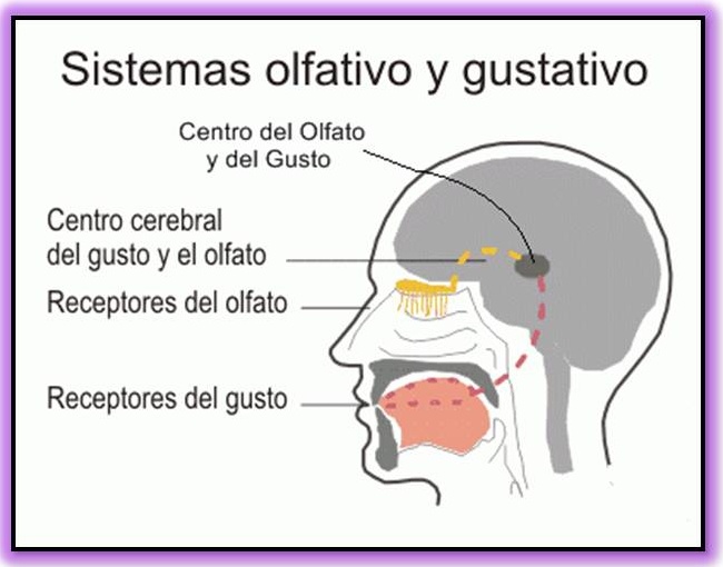 La Nariz como Quimiorreceptora ~ Biopsicosalud