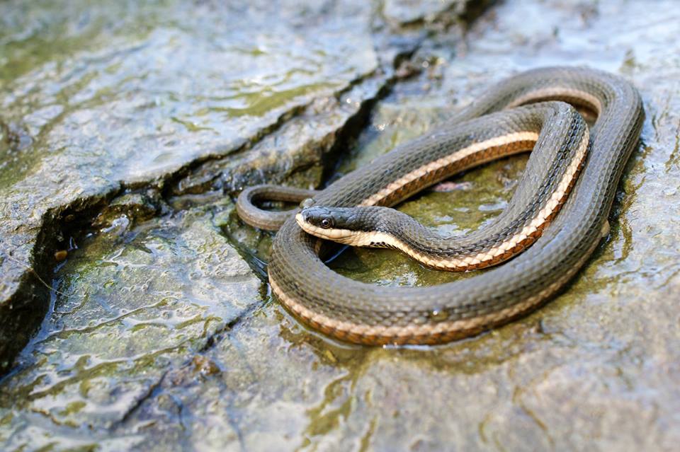 Herpedex: All the Herps I Have Seen In The Wild: Queen Snakes of ...