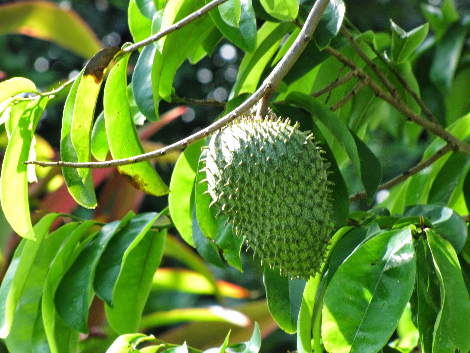 GRAVIOLA LEAF - DAUN SIRSAK INDONESIA: Graviola Dried Graviola Leaf ...