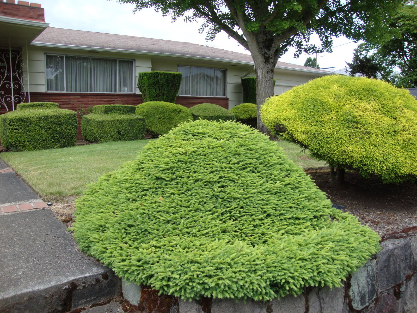 danger garden: June 2011