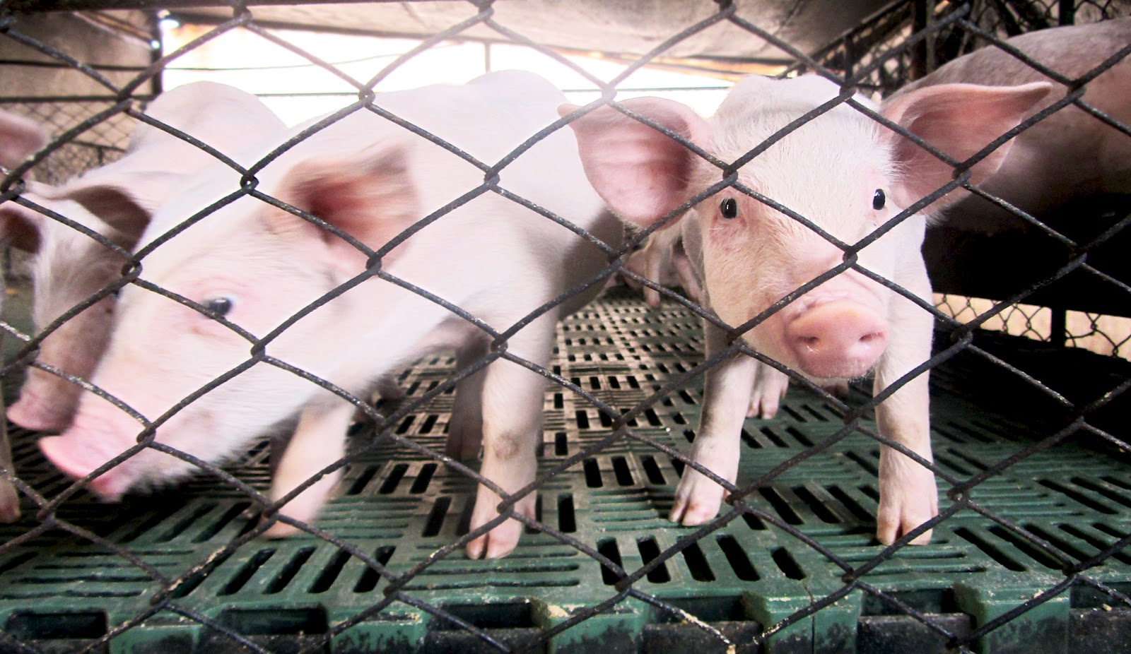 Granja Porcina JMI: Fotos