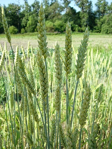 Variety of Life: Triticum