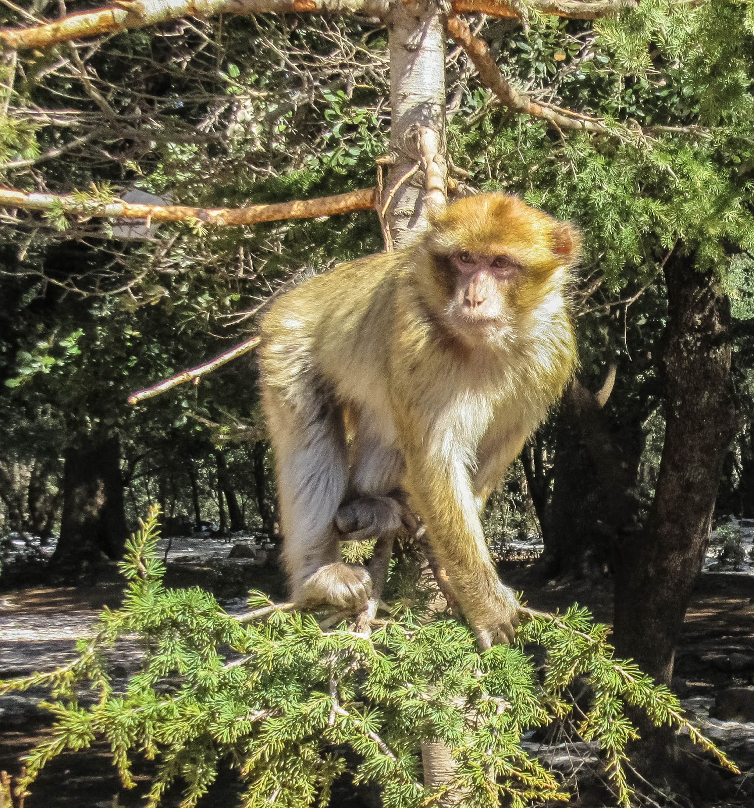 Cannundrums: Barbary Ape or Macaque - Morocco