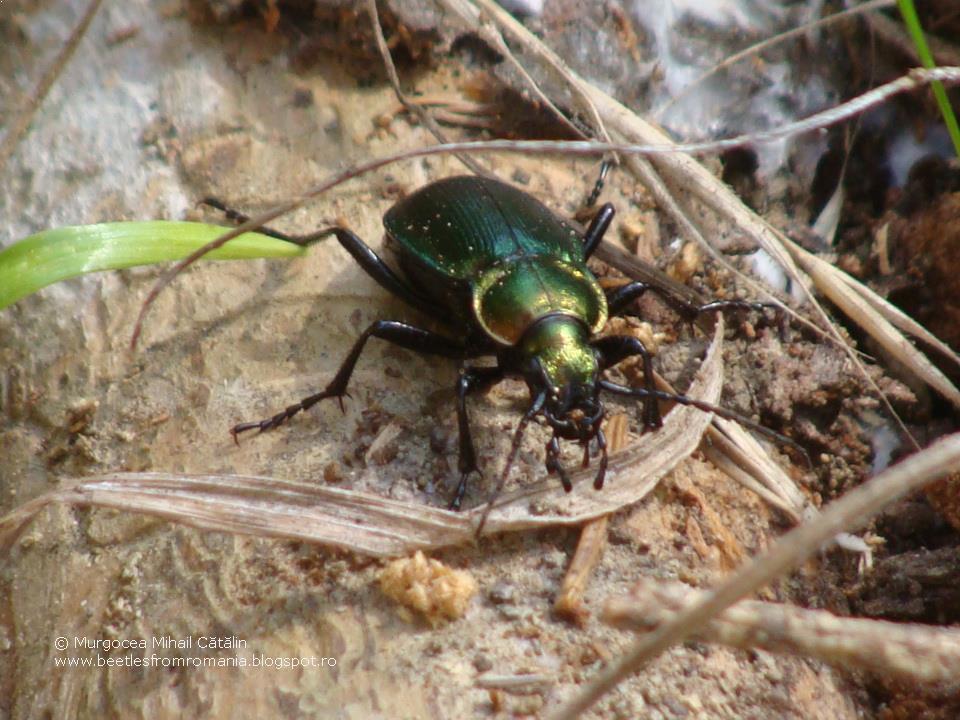 Beetles from Romania: Carabus (Eucarabus) obsoletus
