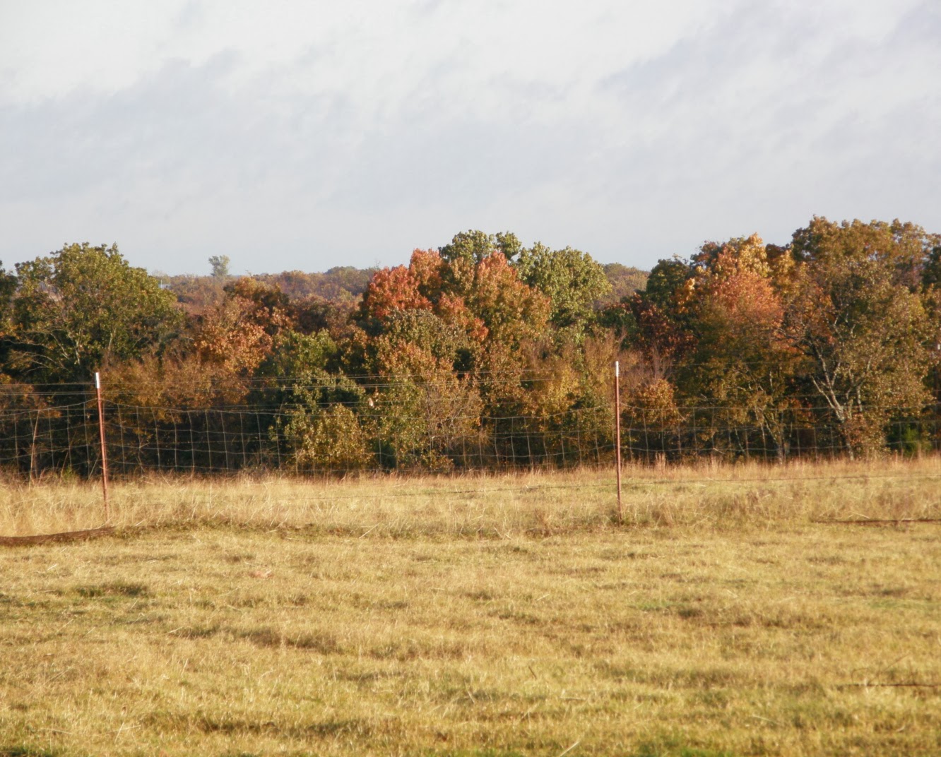 Sweet Hilltop Farm : Still Here!
