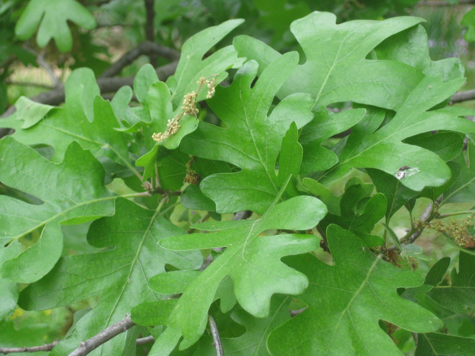 Trees of Santa Cruz County: Quercus lobata - Valley Oak