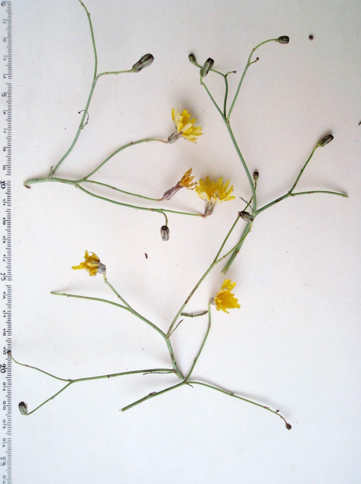 HERBARIO VIRTUAL DE BANYERES DE MARIOLA Y ALICANTE: Launaea fragilis ...