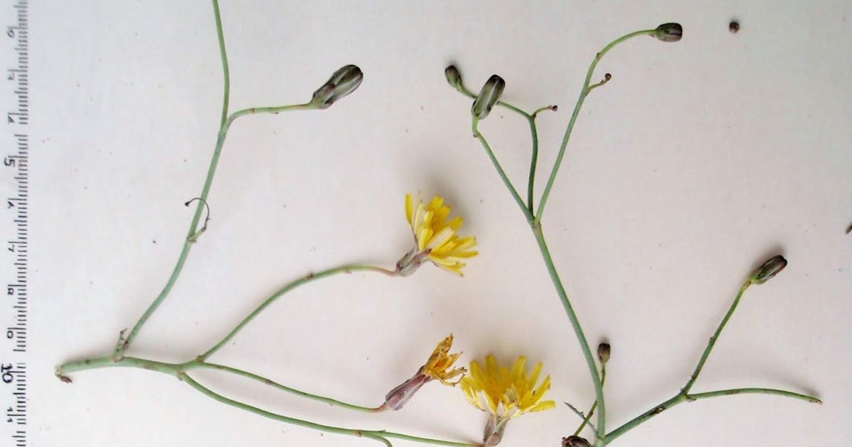 HERBARIO VIRTUAL DE BANYERES DE MARIOLA Y ALICANTE: Launaea fragilis ...