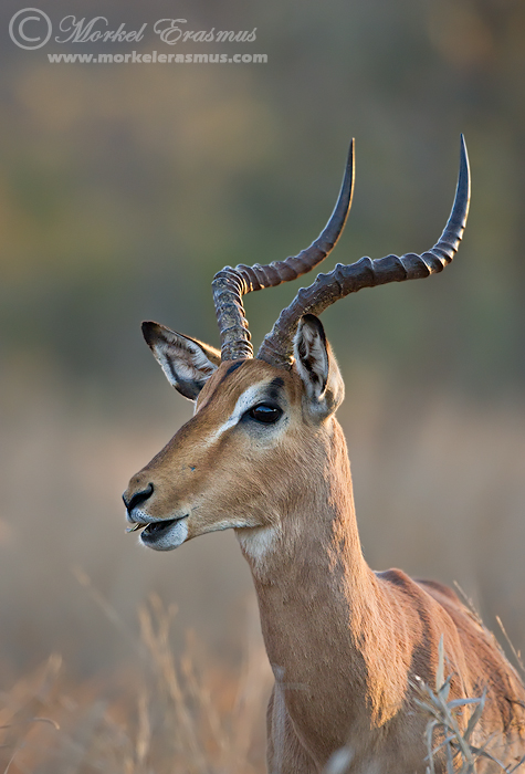 An ode to the Impala | Focusing on Wildlife