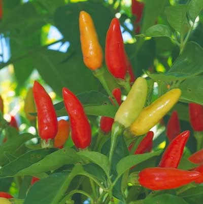 Tips budidaya cabe rawit yang baik dan benar - Caraku Budidaya