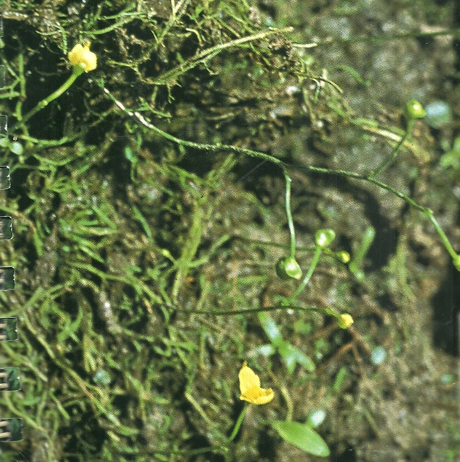 Flora de Puerto Rico Ilustrada Papo Vives: LENTIBULARACEAE UTRICULARIA ...