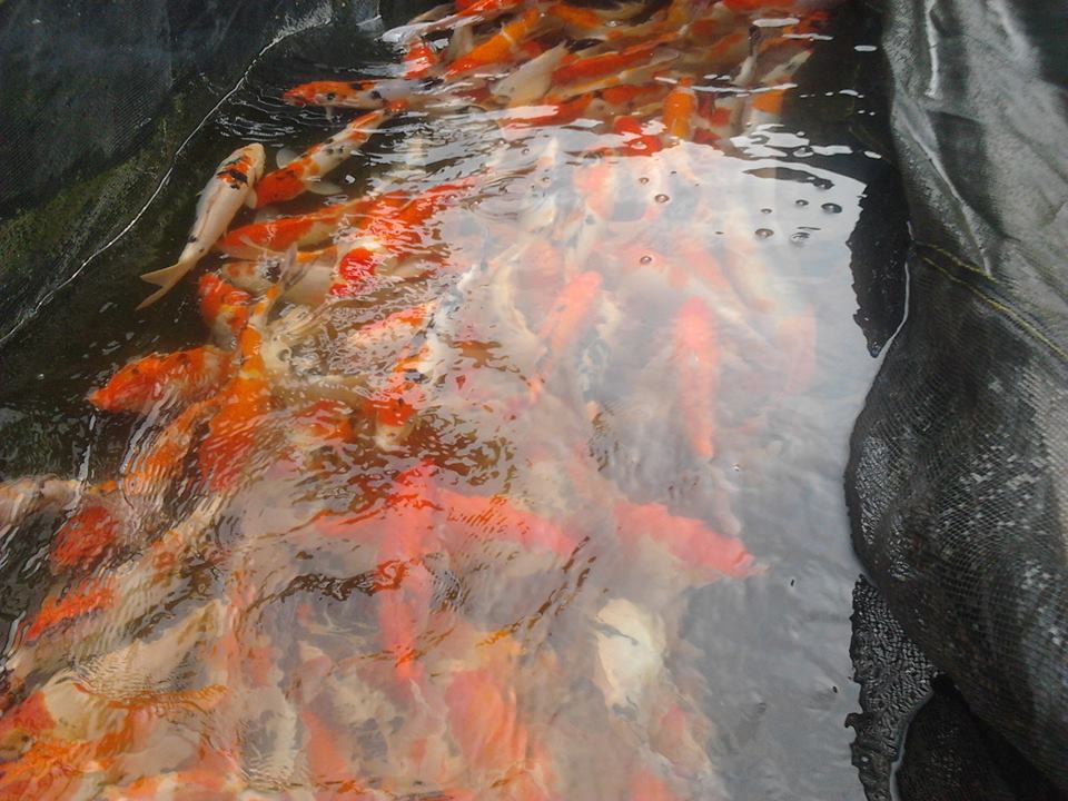 MAT KOI FARM: Breeding-Culling-Selling