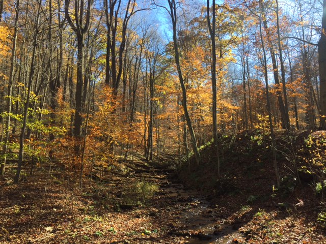 Snow and Jaggers: Grove Run Trail, Forbes State Forest