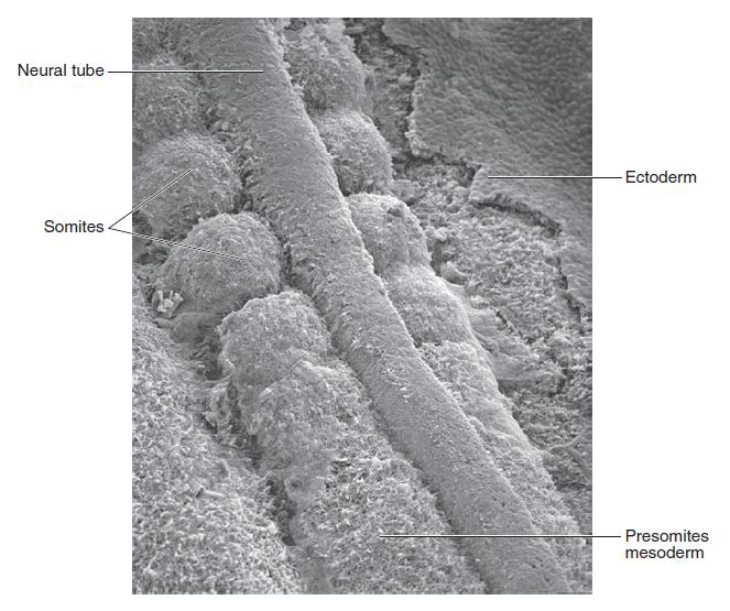 NOTA KEDOKTERAN: Perkembangan Embrio Manusia
