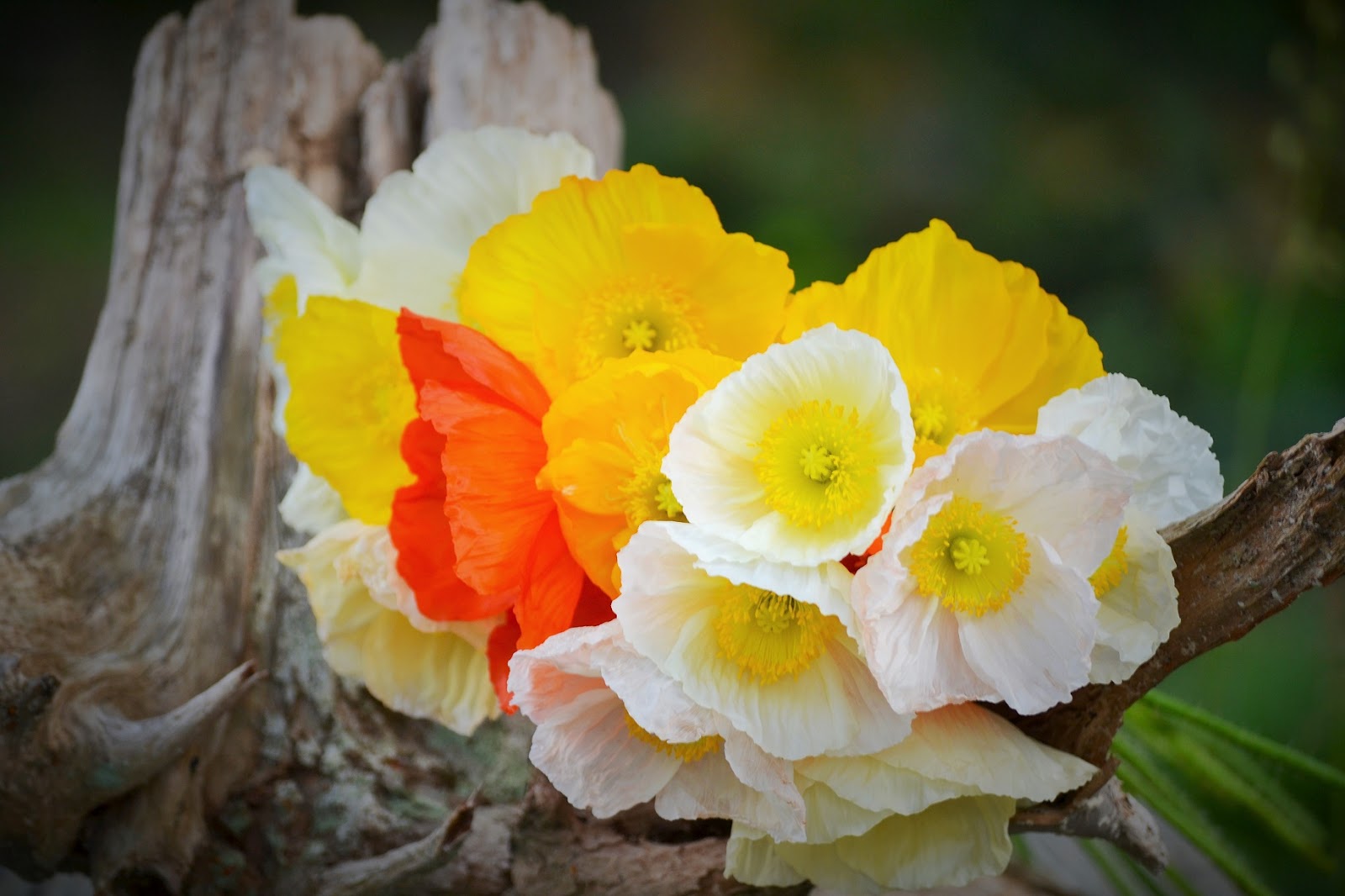 Wedding Flowers from Springwell: Poppies Make a Statement in Springtime ... Wedding Flowers from Springwell: Poppies Make a Statement in Springtime ...