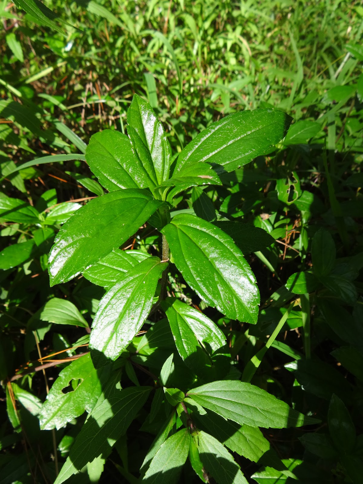 Herbs from Distant Lands: Wedelia - Wedelia chinensis - trilobata ...