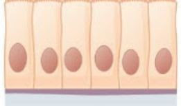 Perhatikan gambar jaringan epitel berikut. Jaringan epitel tersebut ...