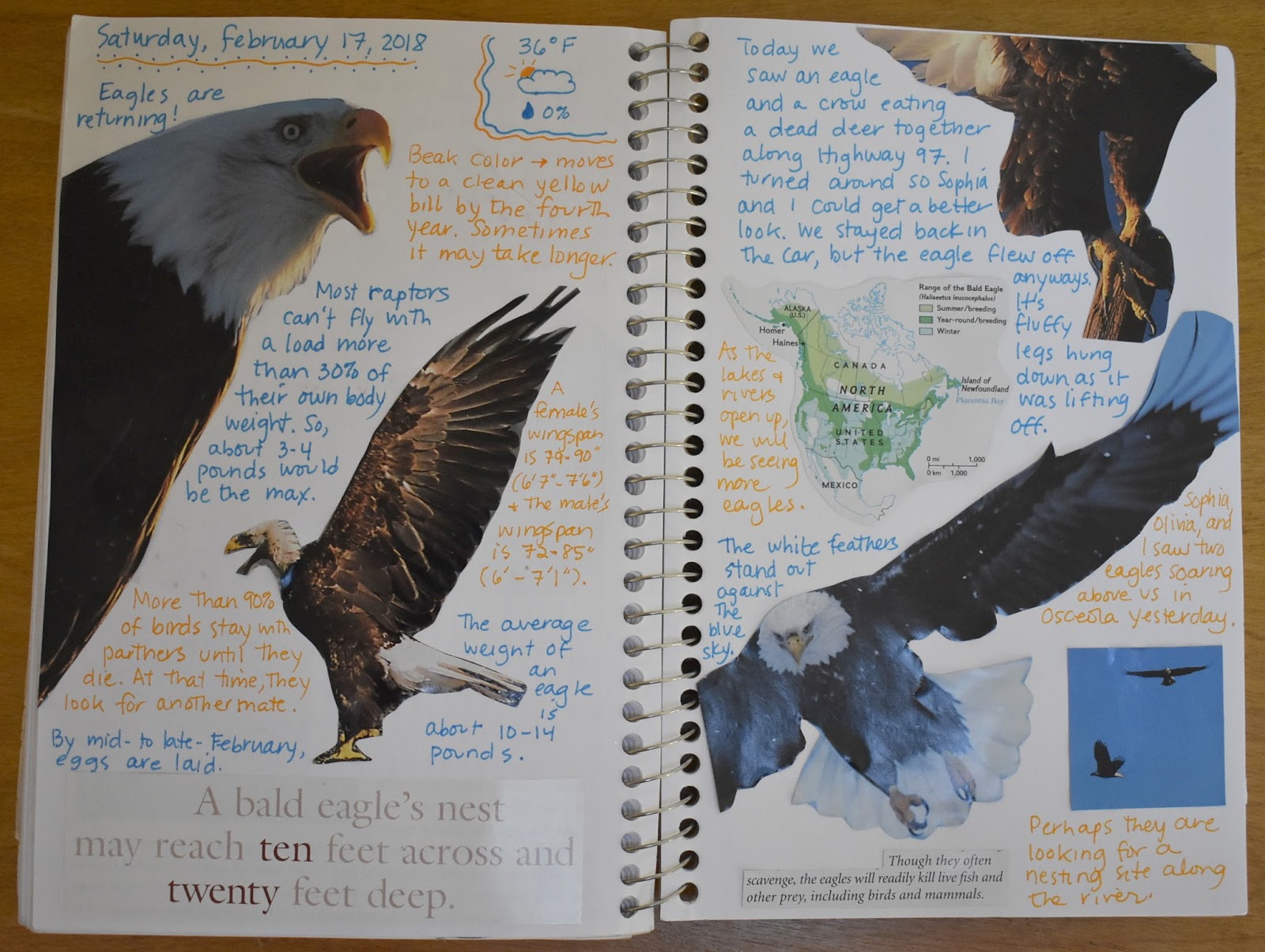 Harvest Moon by Hand: Eagles - Nature Journal Entry