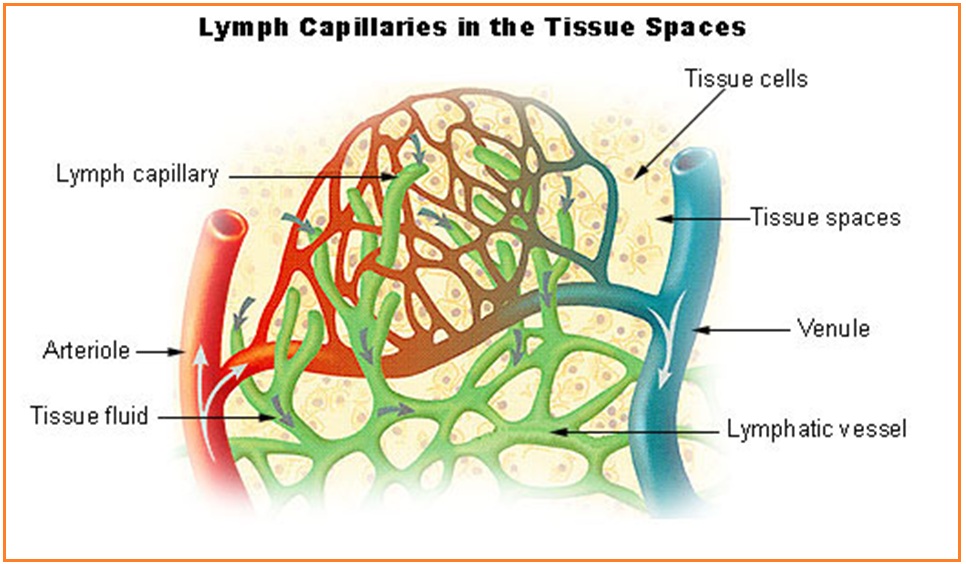 Muhammad Vioza Firdaus Akbar: Peredaran Limfa