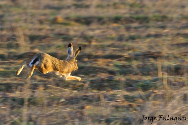 Huellas y Bichos: Liebre Ibérica (Lepus granatensis)