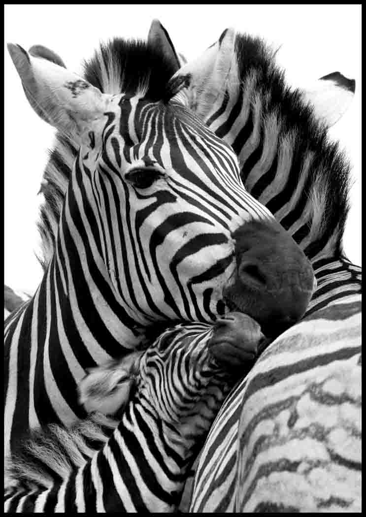 Horse Like Animals: Fun facts You Should Know about Zebra