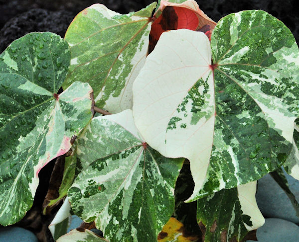 The Wayward Hawaiian: Variegated Hau Tree
