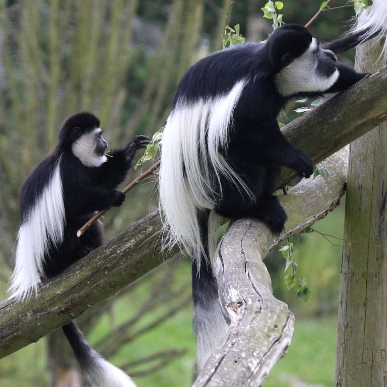 TVL: ANIMAL DA SEMANA - Guereza
