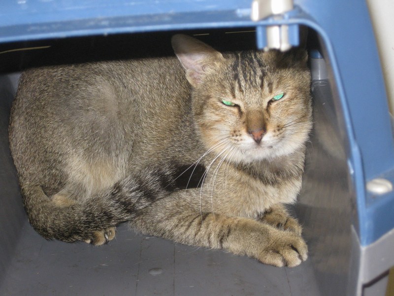 Mama with gum disease - AnimalCare