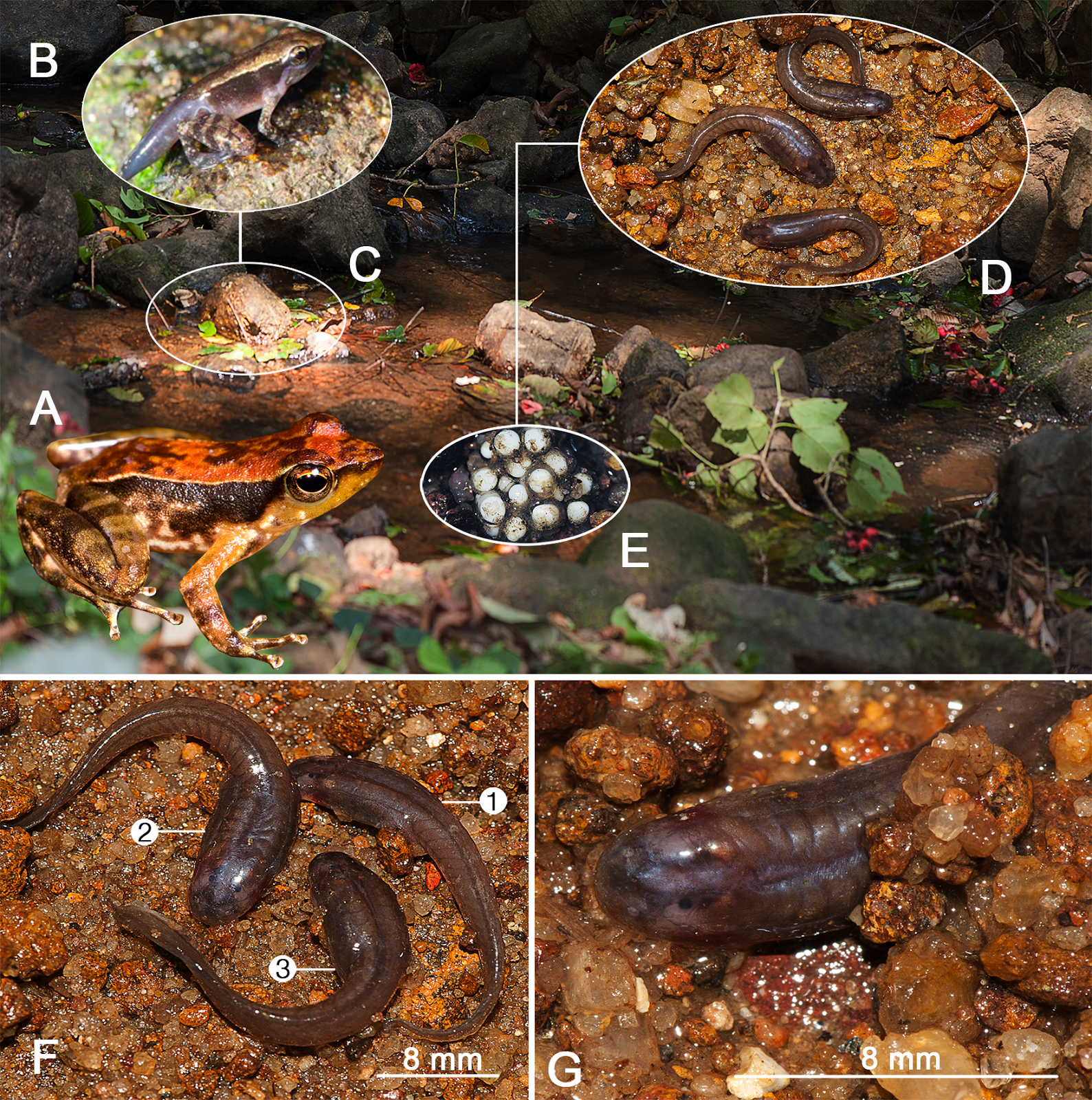 Species New to Science: [Herpetology • 2016] Unearthing the Fossorial ...