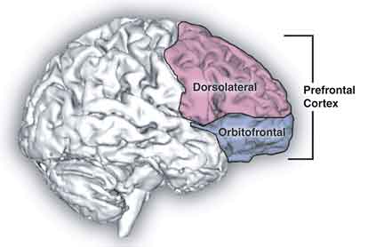 Neuropsicología de la Enfermedad de Huntington