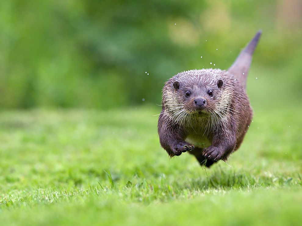 දිය බල්ලා (OTTER)