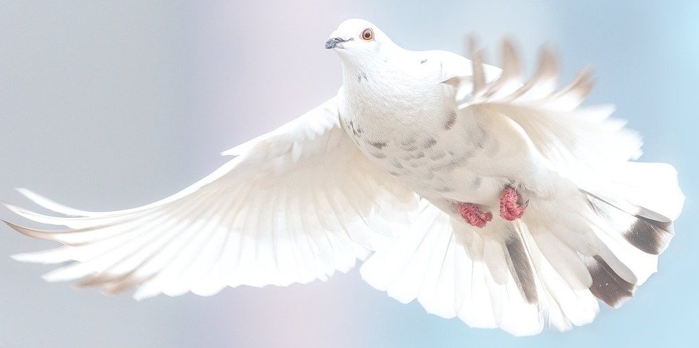 Truth About Paul's Thorn in the Flesh