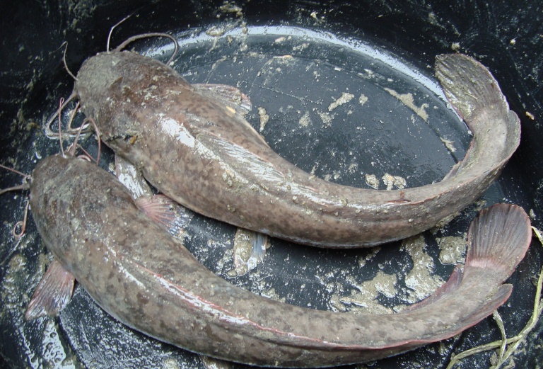 aneka cara dan info: klasifikasi ikan lele dumbo