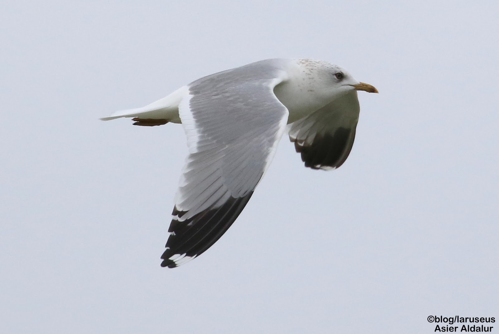 Larus.eus: (Larus Canus heinei) Common gull of Russian/Gaviota Cana ...