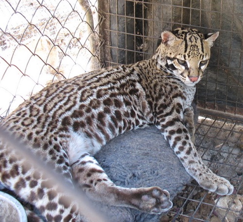 Zoologico Santa Anita en Tacna