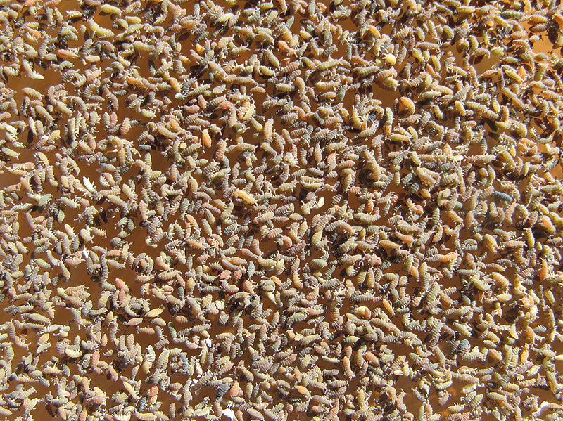 Squirrel's View: Water Springtails (Podura aquatic)