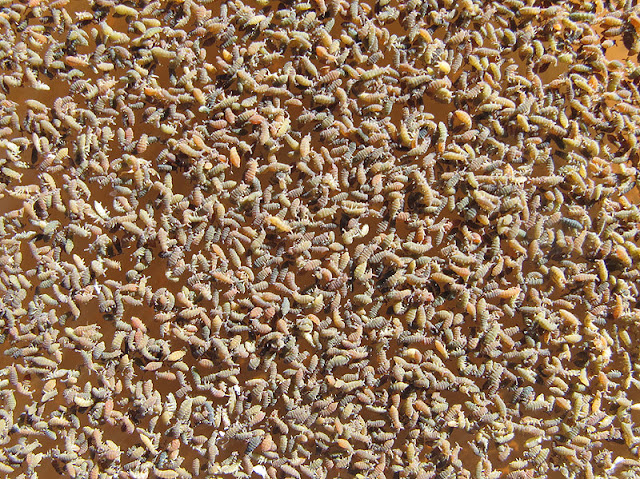 Squirrel's View: Water Springtails (Podura aquatic)