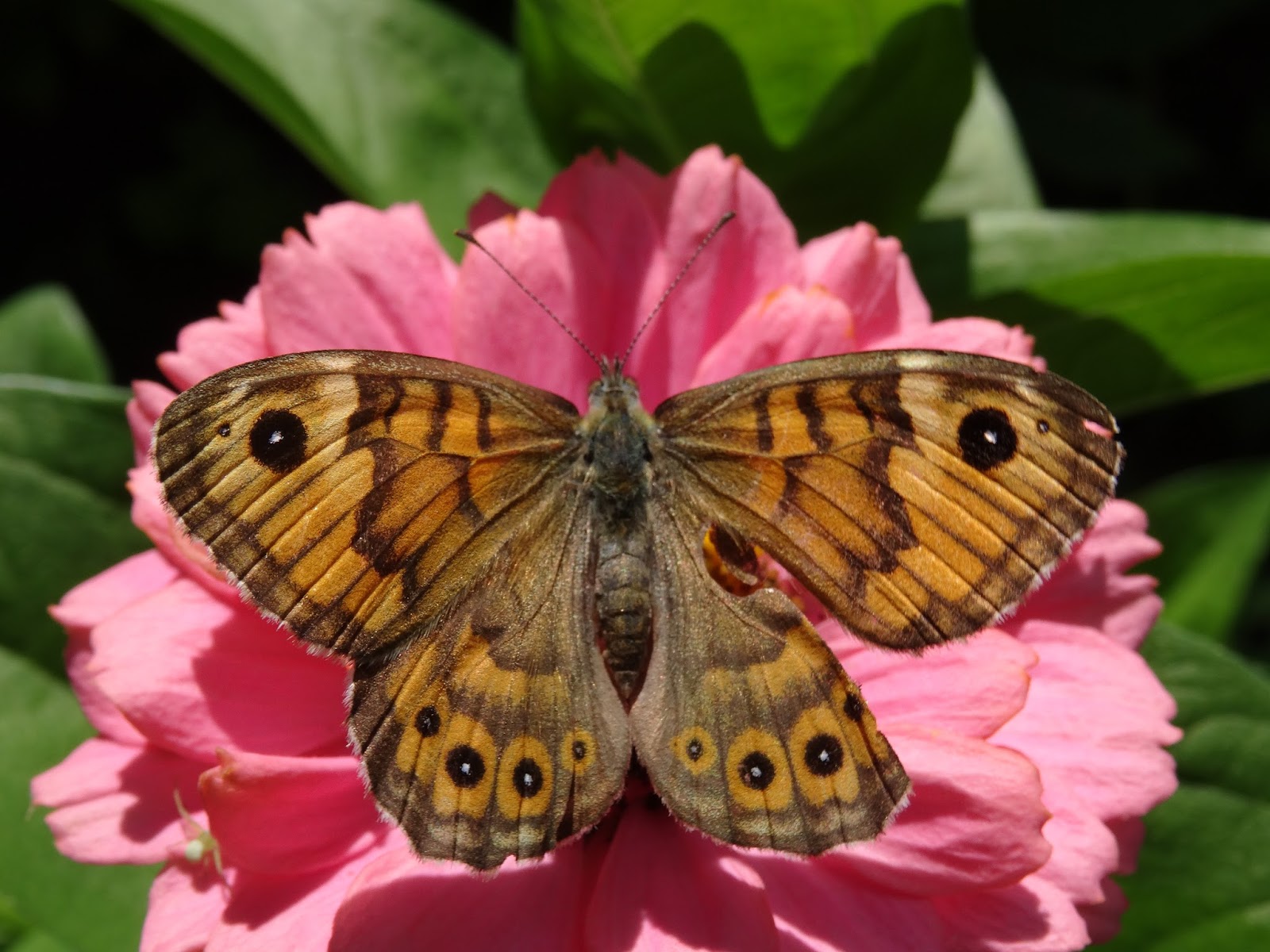 Fotografia przyrody.: Osadnik megera (Lasiommata megera).