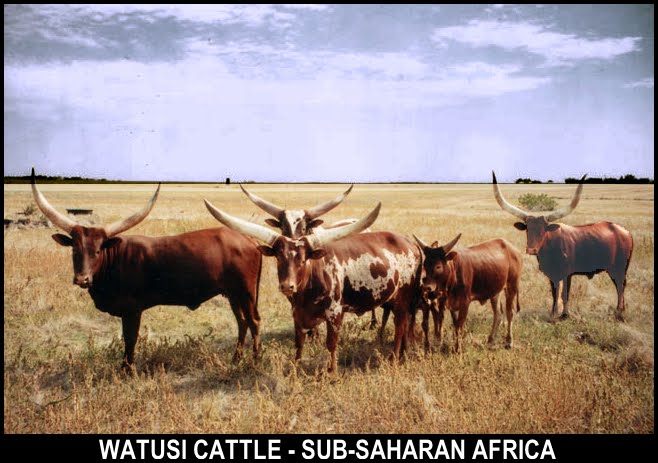 ABC PARISH: 8/28/11 - 9/4/11