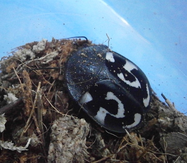 Invertebrate Dude: My first Question mark roach adult!