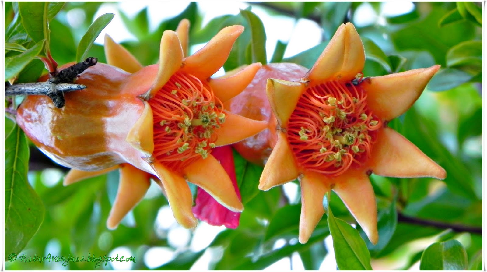 NaturAranjuez: GRANADO - Punica granatum