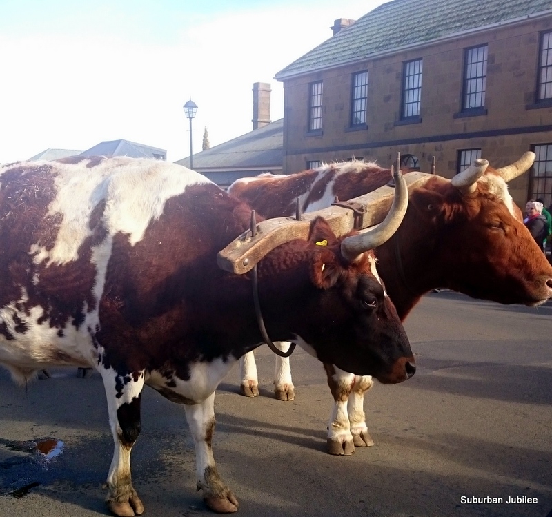 Suburban Jubilee: The Bullock Team