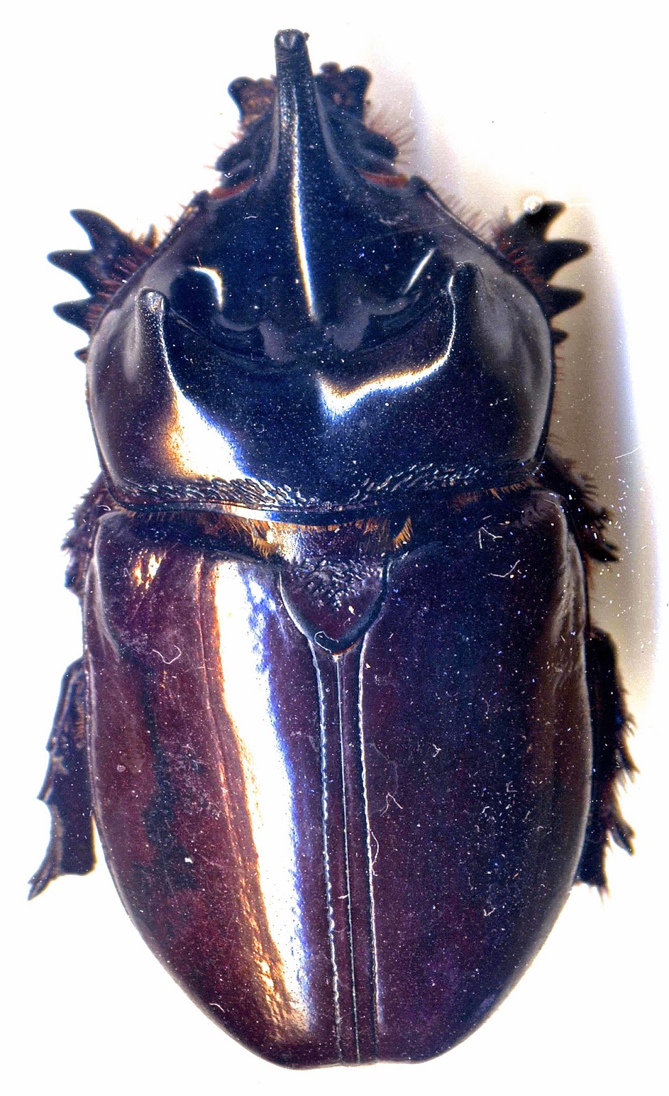 虫頭: アロエウスミツノカブトムシ（Strategus aloeus）Ox Beetle