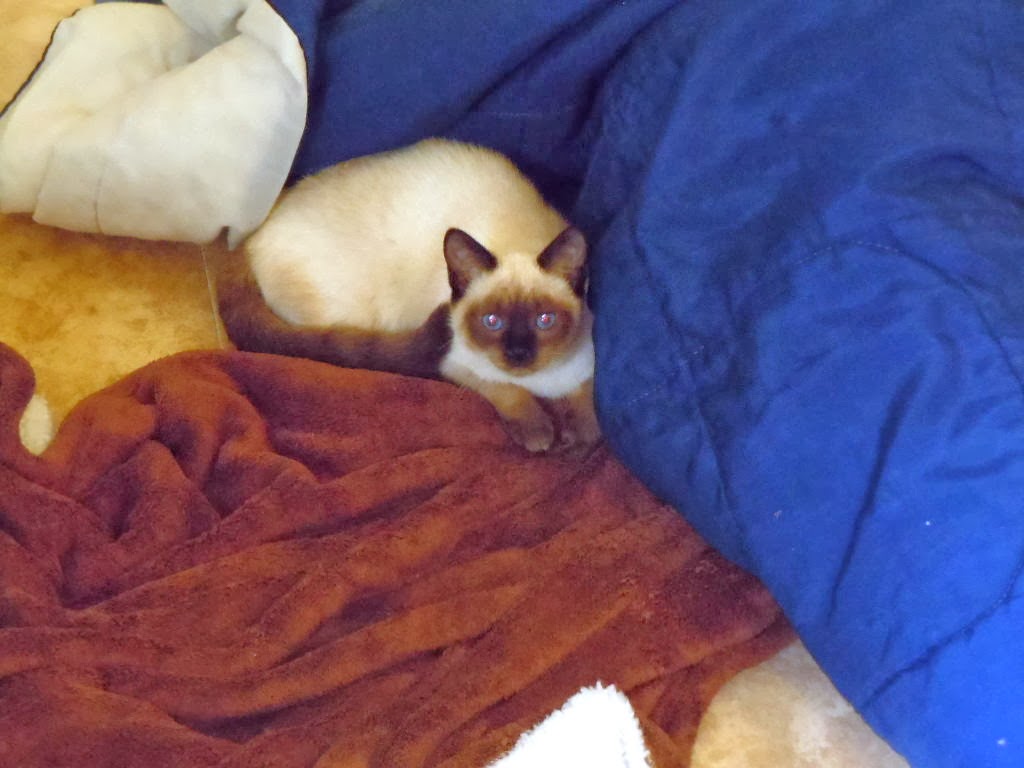 The Naomi Principle: Overcoming Trauma