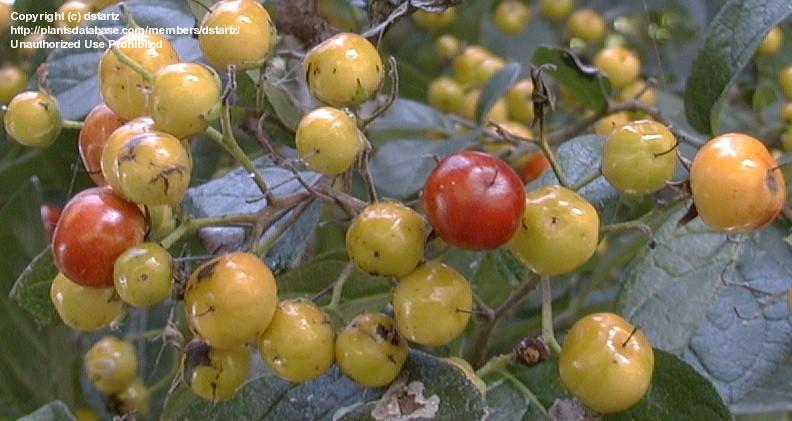 Food Forest Retreat: More Yummy Berries to Forage in Austin