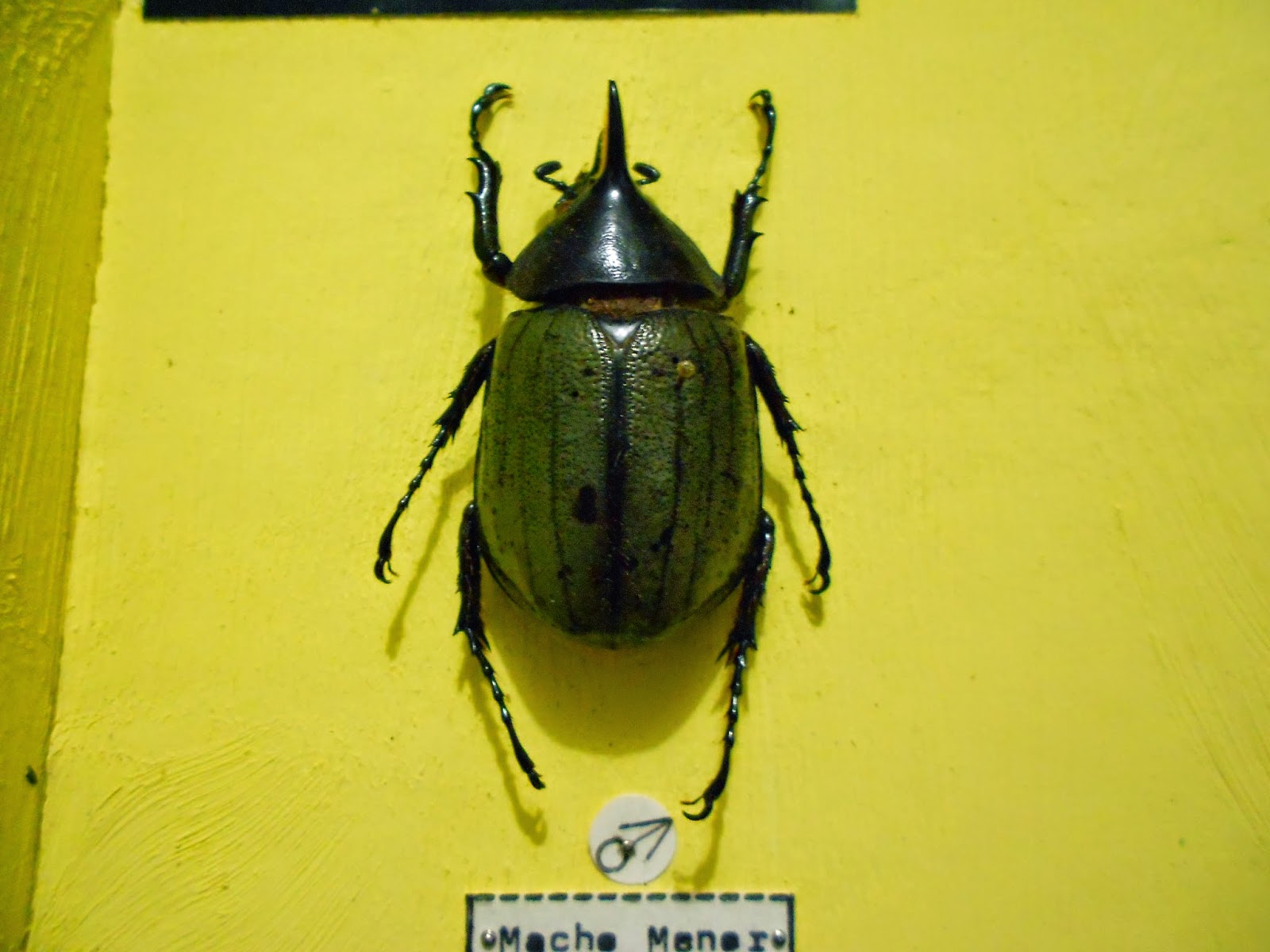 Insectos y Artrópodos Mexicanos y extranjeros: Importancia Ecológica de ...