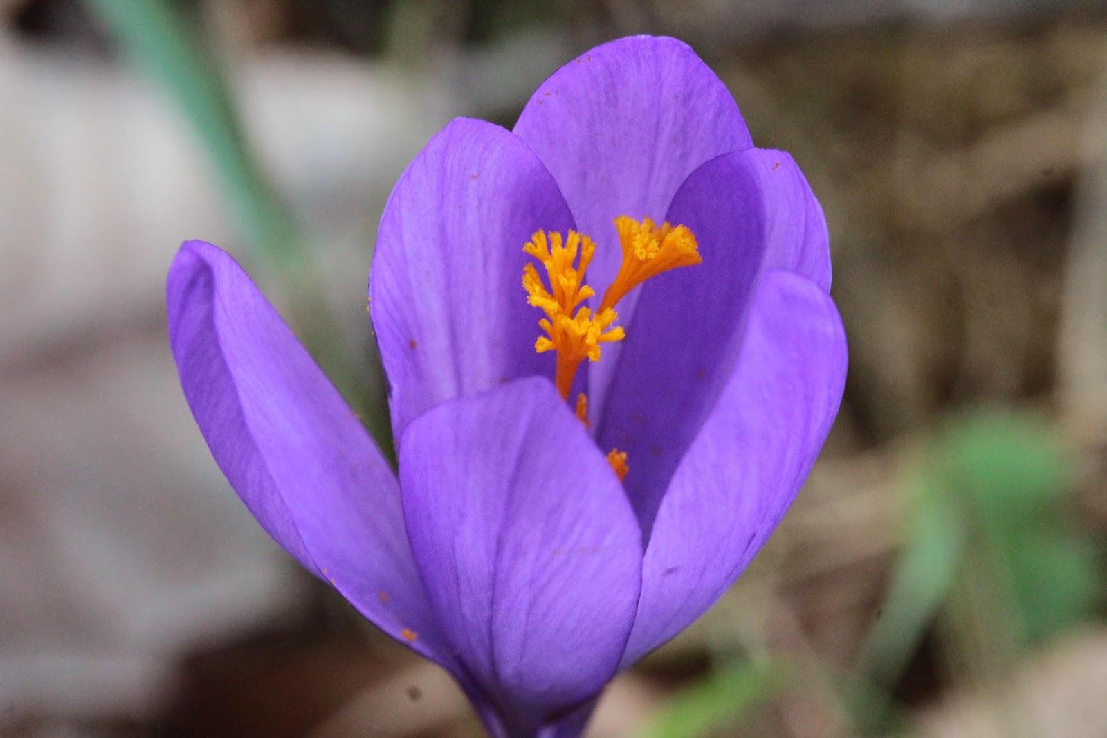 Flora y Fauna de las Sierras de Jaén: AZAFRAN SILVESTRE O AZAFRAN LOCO