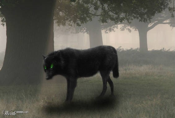 InformedPractice: Black Shuck